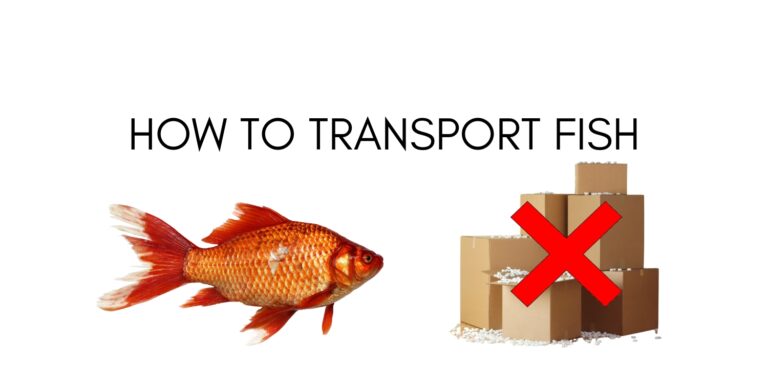 How to Transport Fish | STI Moving & Storage